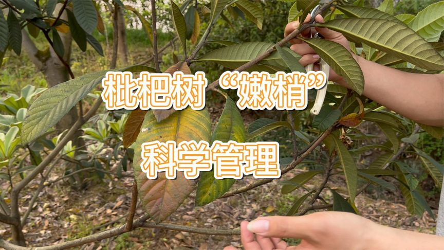 枇杷树“嫩梢”应该如何科学管理?