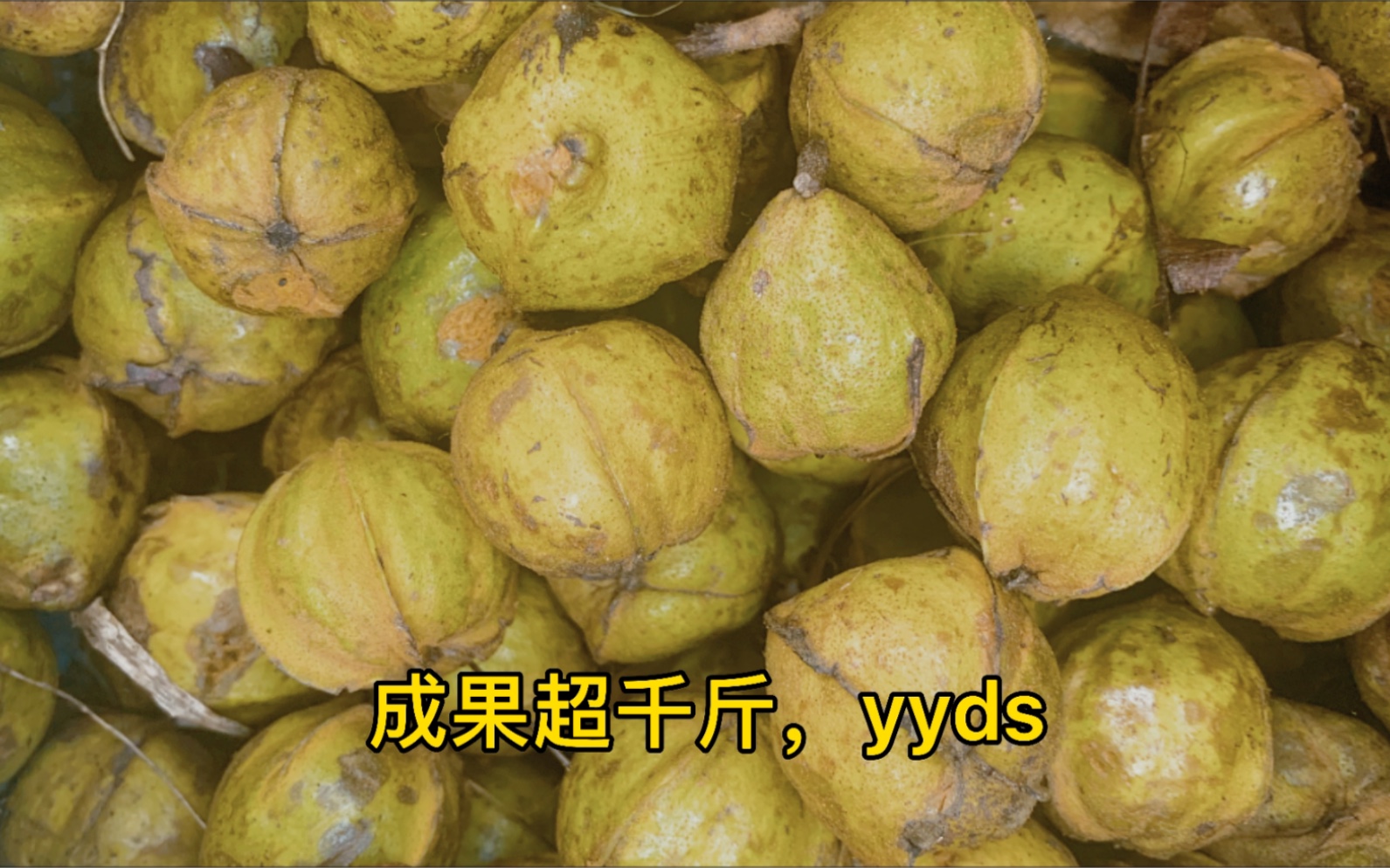 记录2021白露前老家的山核桃采摘过程,老一辈的劳动结晶,赞ߑ