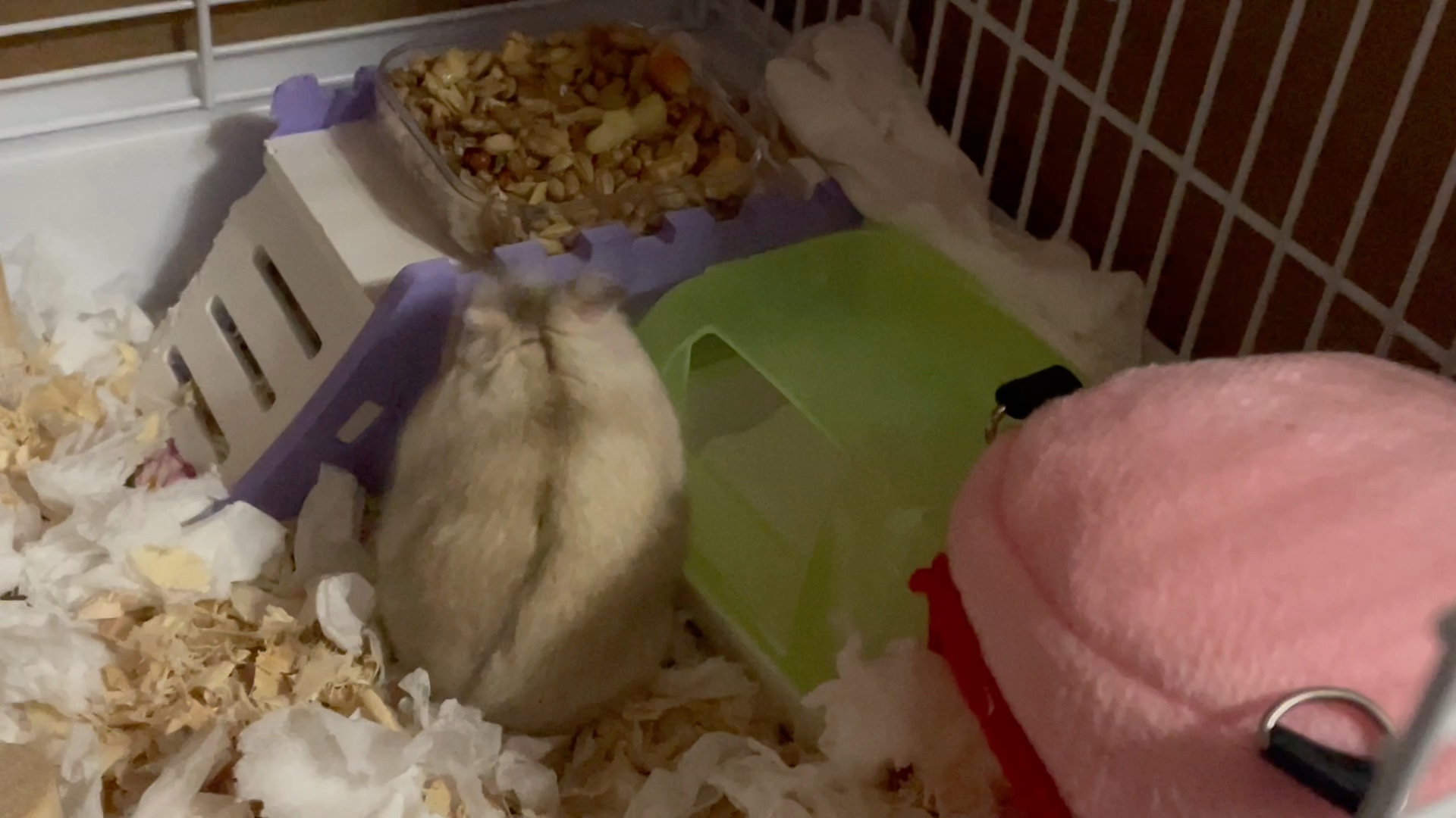 绒茸宝日常～洗洗香喷喷