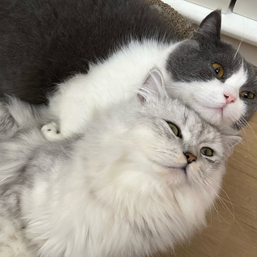 广东物理-狗蛋的朋友 