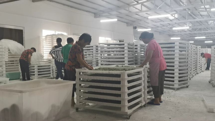 看一下,广西忻城农民是如何养蚕的!