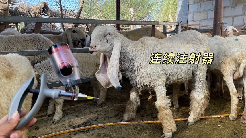 网购进口兽用连续注射器,小伙全群驱虫用它方便快捷,好物试用倌