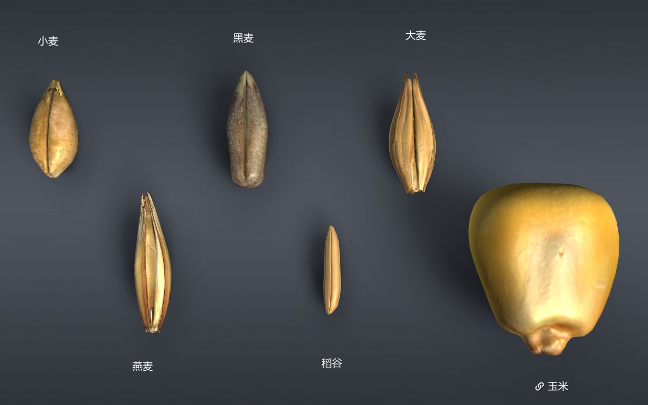 谷物的作用与价值(小麦,黑麦,大麦,燕麦,稻谷,玉米)