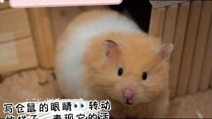 如何描写小动物?首先仔细观察小动物的样子、动作和生活习性,然后...