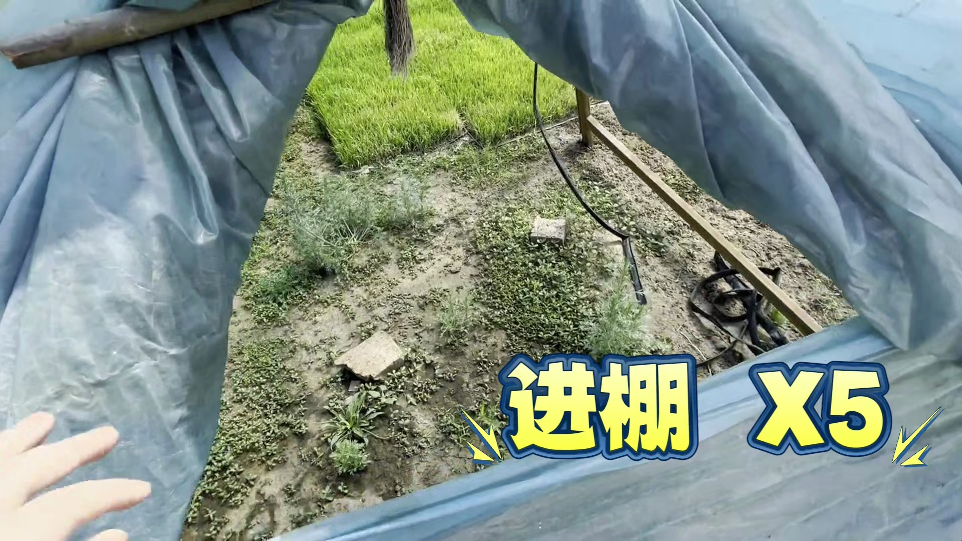 水稻种植第三弹~插秧