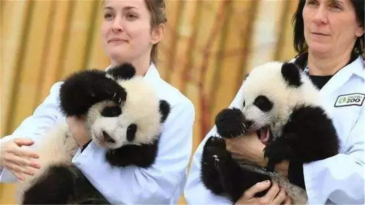 大熊猫在国外到底有多受欢迎看看英国网友怎么说的就清楚了