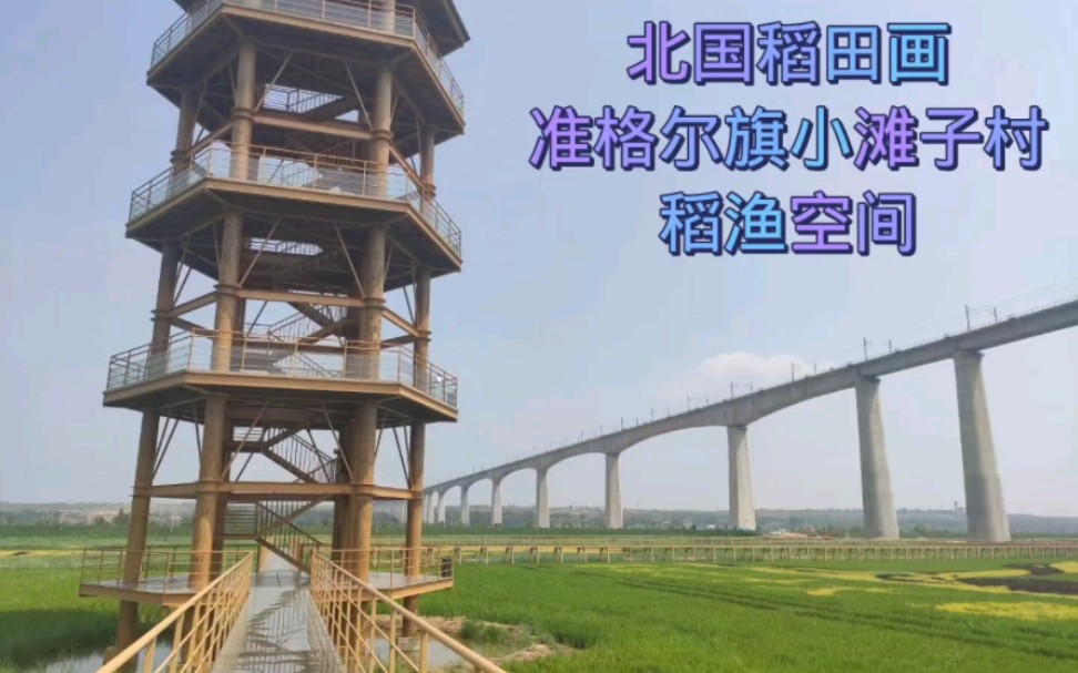 【黄河与沙漠之间的稻田画】准格尔旗小滩子村稻渔空间