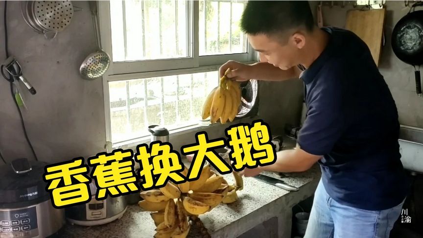 木木的农村生活:几颗香蕉换回来一顿美味大鹅,这次赚大了