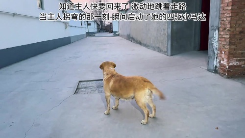 狗狗的世界里没有时钟,主人的声音是她心中最清晰的时间表