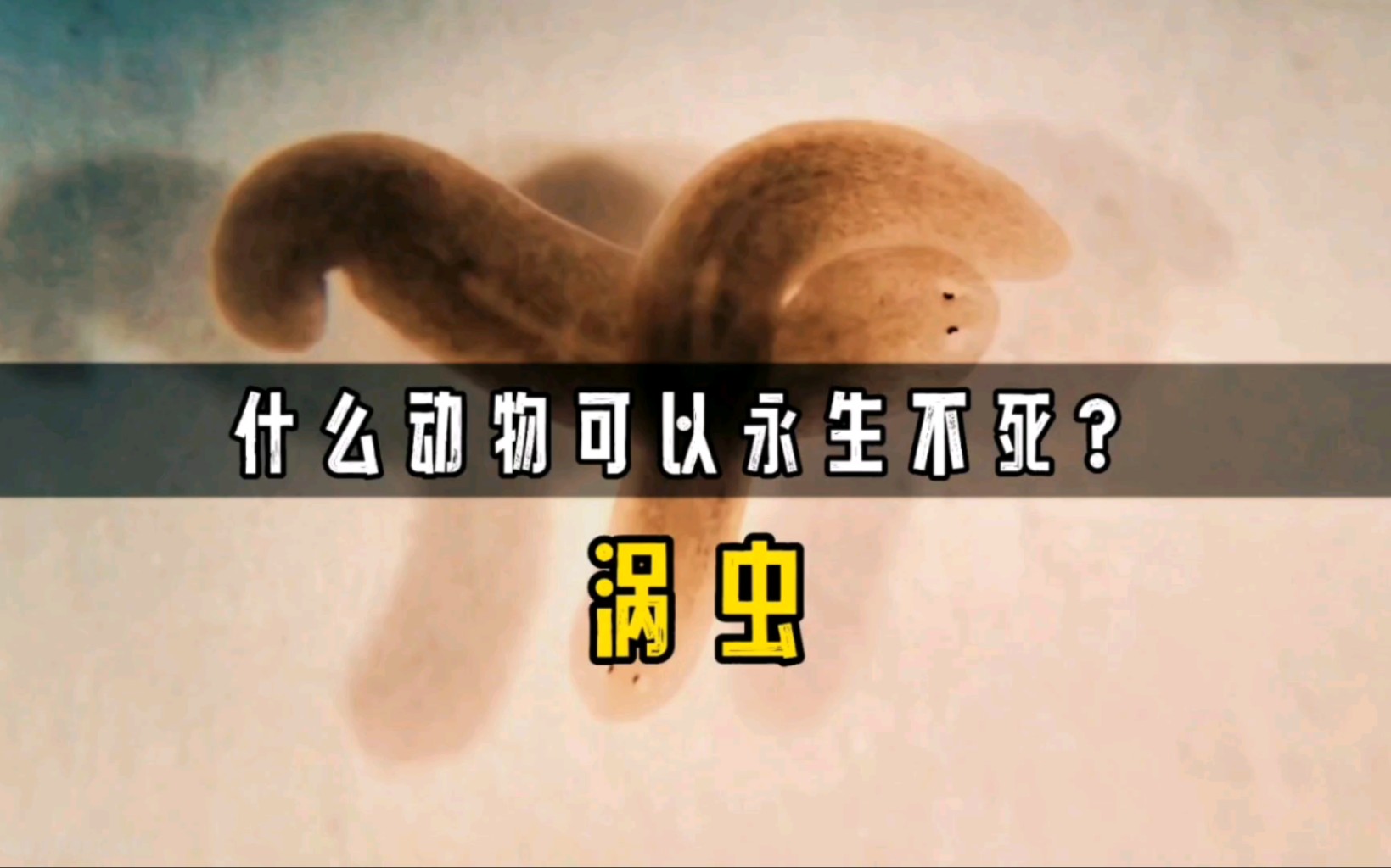 2厘米的涡虫,被切成279段仍可再生,永生不死究竟有多爽?