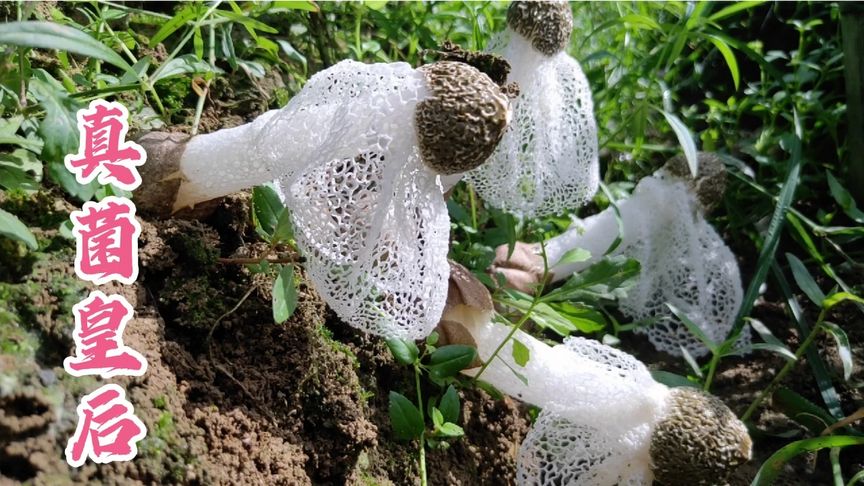 真菌皇后竹荪,生长全过程,你见过吗,进来看看