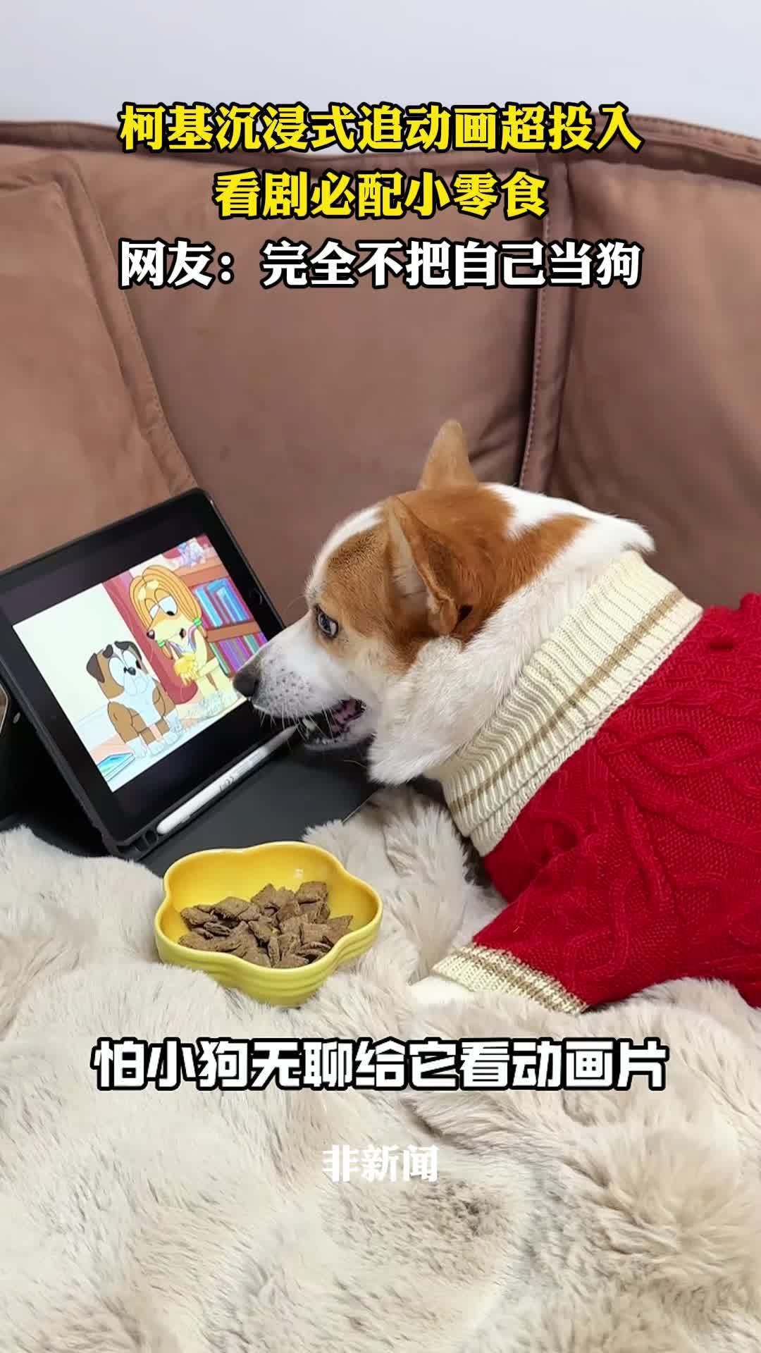 柯基沉浸式追动画超投入,看剧必配小零食,完全不把自己当狗