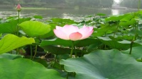 《荷花》微课