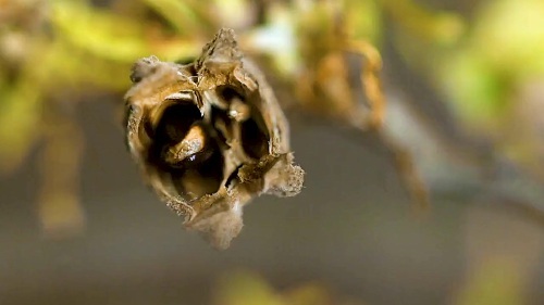 植物传播种子各不相同,但总有办法