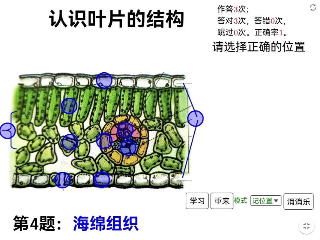 GeoGebra在线多种模式识图游戏:认识叶片的结构。在游戏中又get到...