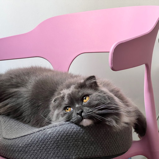 爱吃大米饭的兔子 