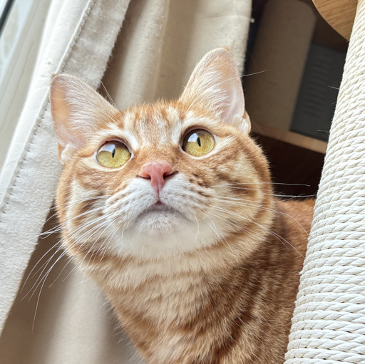 北北家的西瓜喵 