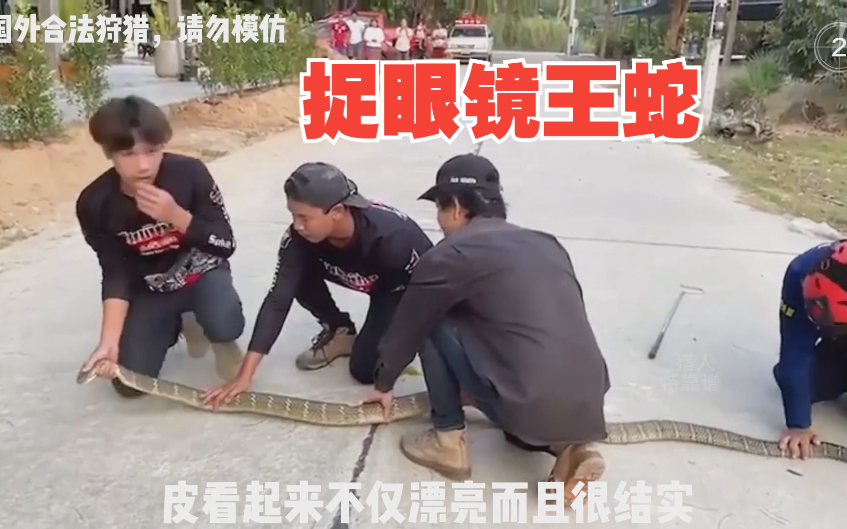 越南人手把手教你捉一条三米长的眼镜王蛇