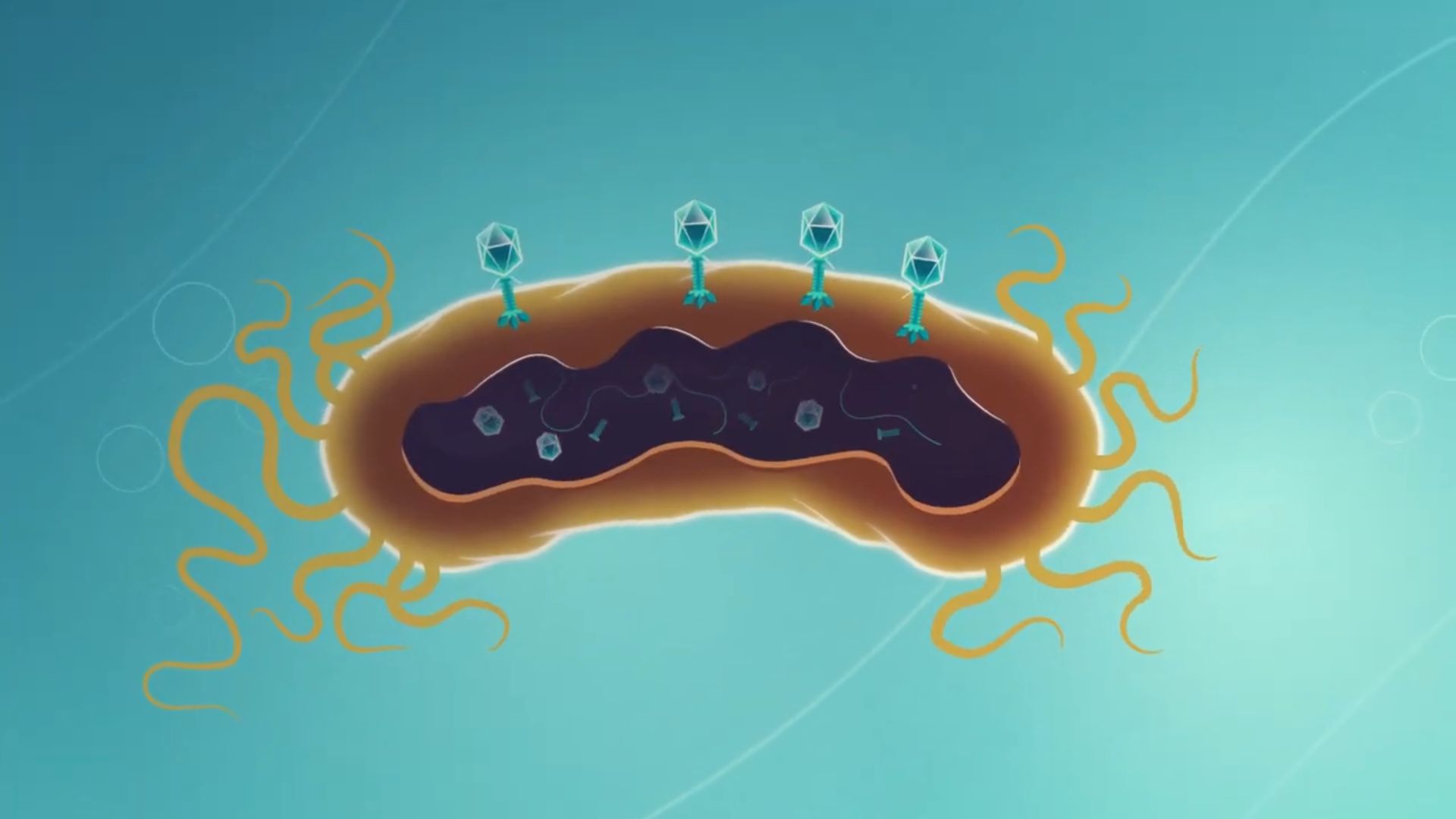 噬菌体侵染大肠杆菌的实验:赫尔希和蔡斯真是个天才