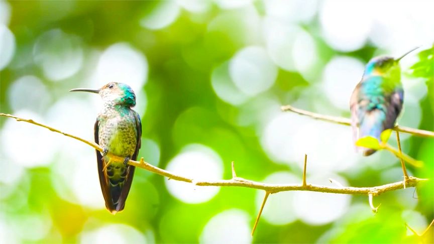 放松静心,森林小鸟合唱,感受冥想带来的放松和活力