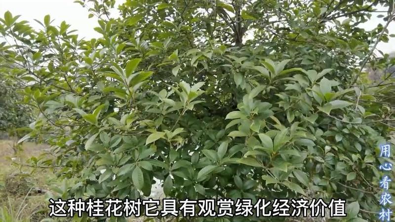“桂花籽”大家见过吗中药铺叫它“桂子”，了解下用途与价值！