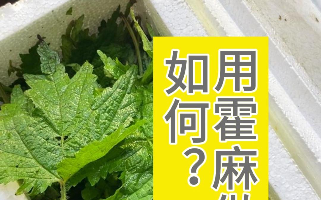 霍麻做手工红茶,口感如何?