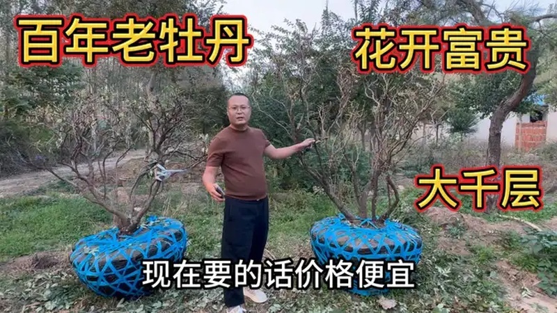 从老大娘家淘了两颗老牡丹,移栽之前价格真便宜,两颗只要2万元