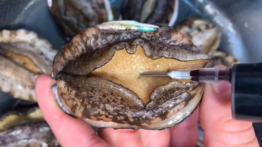 红烧鲍鱼的做法,学会了年夜饭做给家人吃