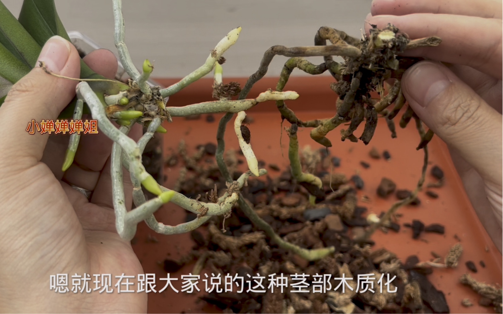 关于蝴蝶兰茎部木质化,碳化等实际操作!认真看完视频!