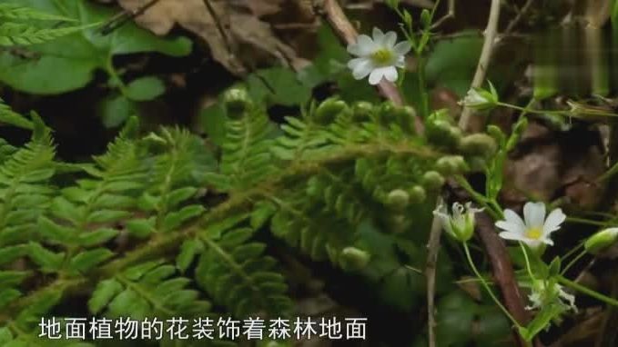 植物生长很奇妙,加快播放植物生长过程确实壮观,比大片还好看!
