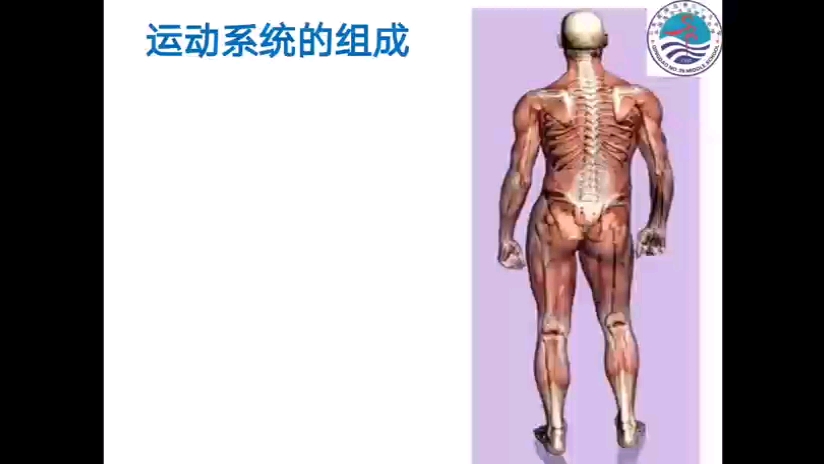 【初二生物】人类运动系统的构成
