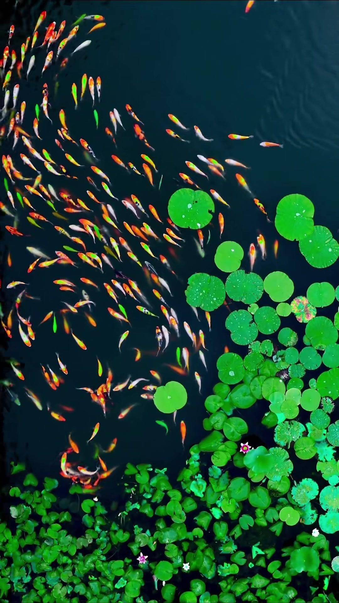 大数据懂你!刷到绝美瞬间,见者好运!鱼儿在碧波间穿梭游弋,与翠绿莲叶...