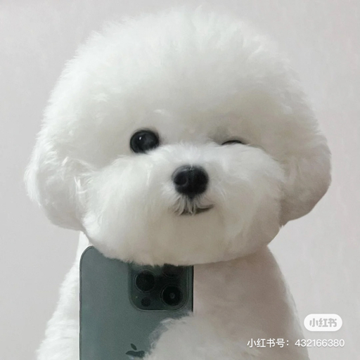 向着阳光的丸子 