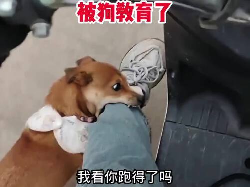 出门注意安全今天被狗教育了