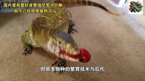 新野生动物保护法放宽宠物饲养,竟然能遛大蜥蜴大陆龟了!?3-2
