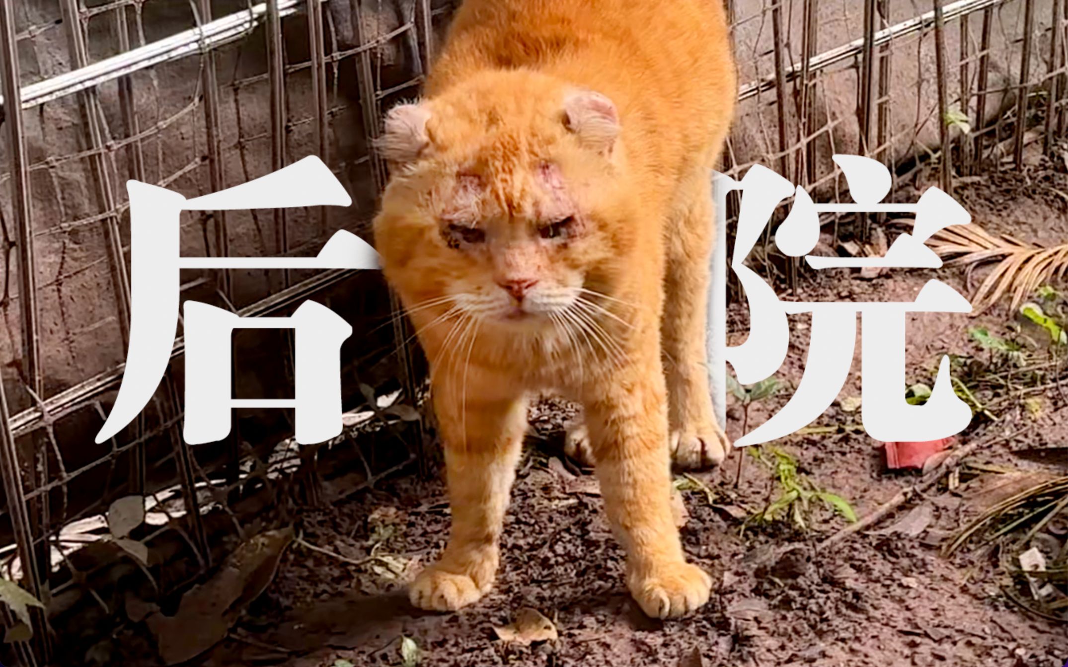 父母繁育“后院猫”,女粉丝大义求曝光解救!