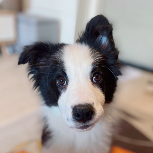 书生骑驴过桥东 