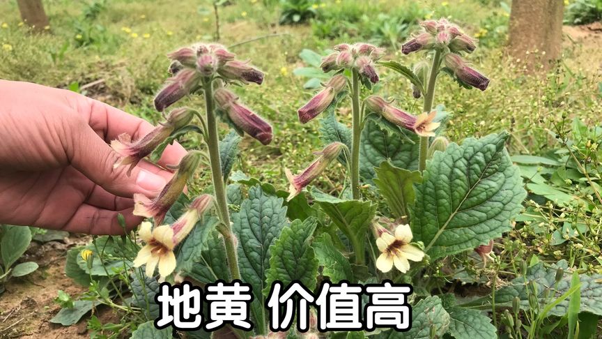 农村常见的“地黄”煮水,没想到价值这么高,看完涨知识了
