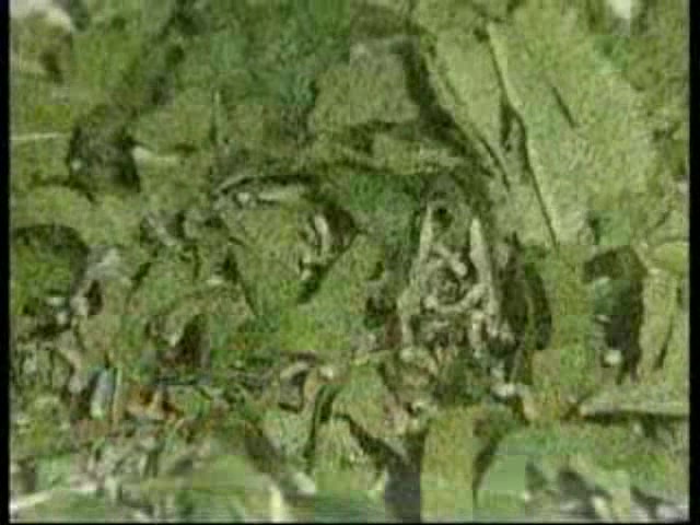 养蚕养殖视频教程 养蚕高产养殖技术 如何养殖养蚕