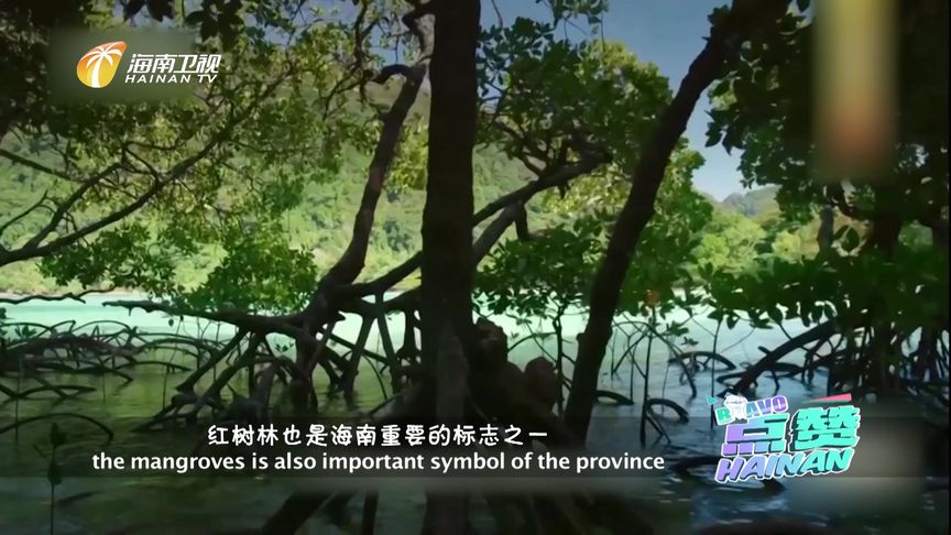 绿色的海岸卫士——红树林