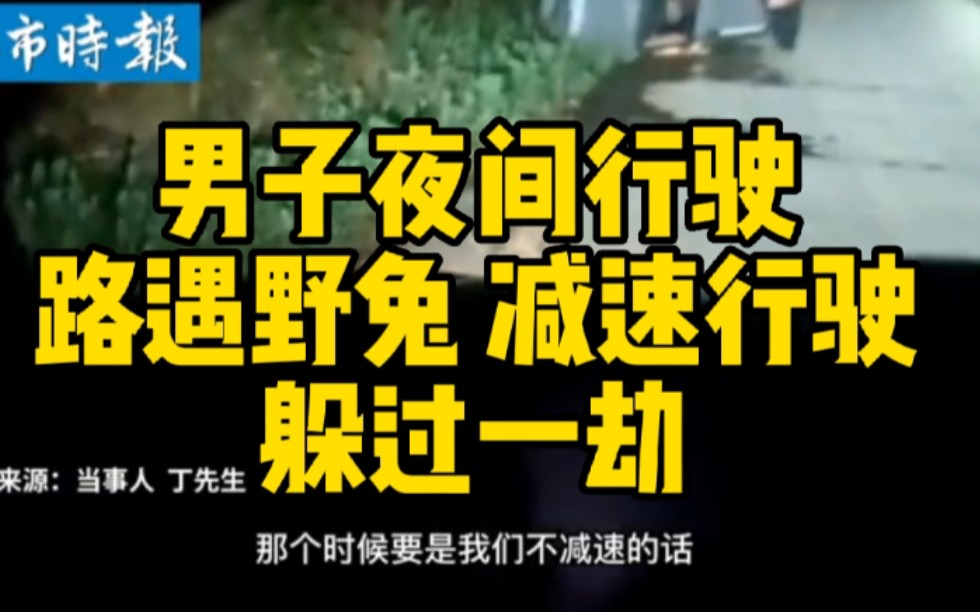 男子夜间开车 路遇野兔减速 幸免车祸