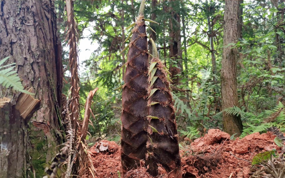 春笋长太多影响林地里其他树木生长,必须连根带笋清除掉,还挖到一对...
