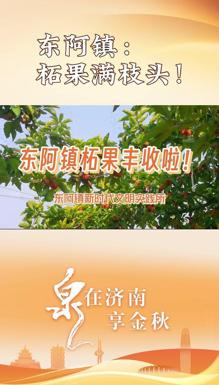 【泉在济南享金秋】东阿镇:柘果满枝头。东阿镇的柘果进入采摘季,...