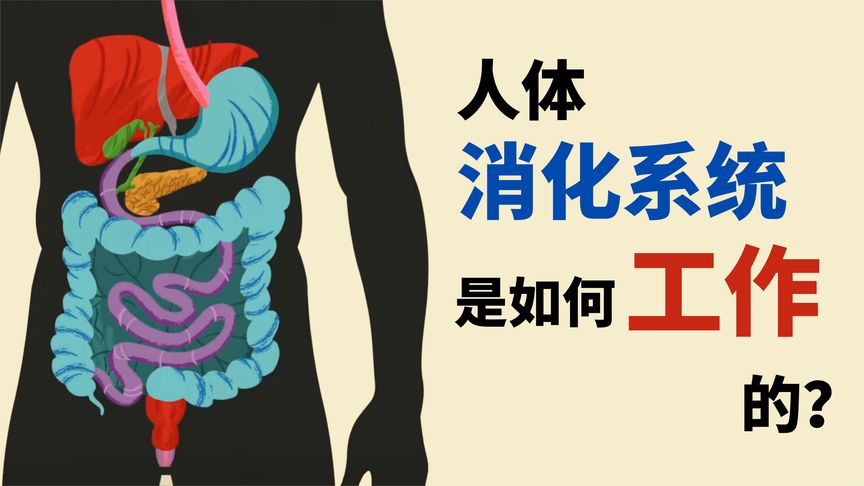 【消化系统】食物在人体内的整个旅程