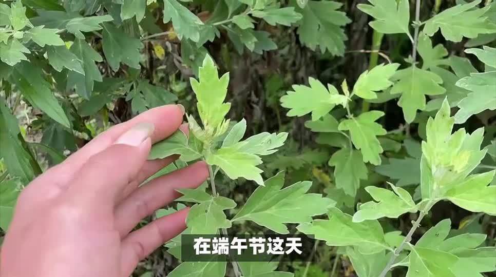 端午节的艾蒿:传统习俗与现代用途