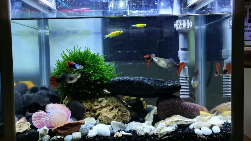 自创小型生态系统