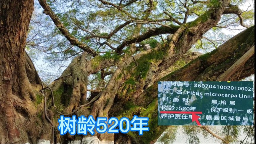 “阿凡达”里的大树原型就是这种树,硕大的树干一树成林。