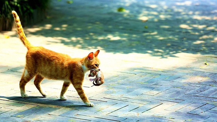 母猫产后不喜欢靠近人,怎么还把幼崽叼给主人呢?看完恍然大悟