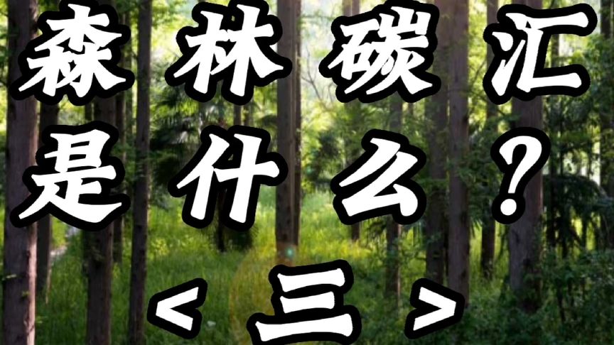 森林碳汇是什么?