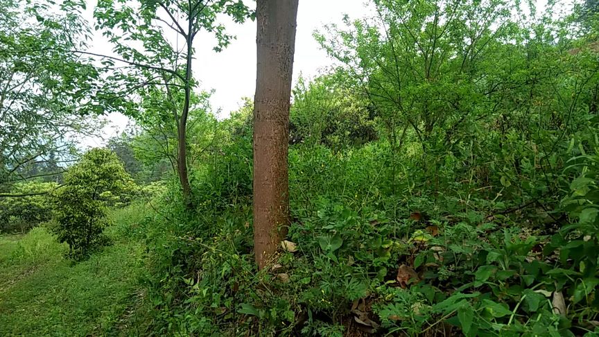 房子前地理的一棵香樟树